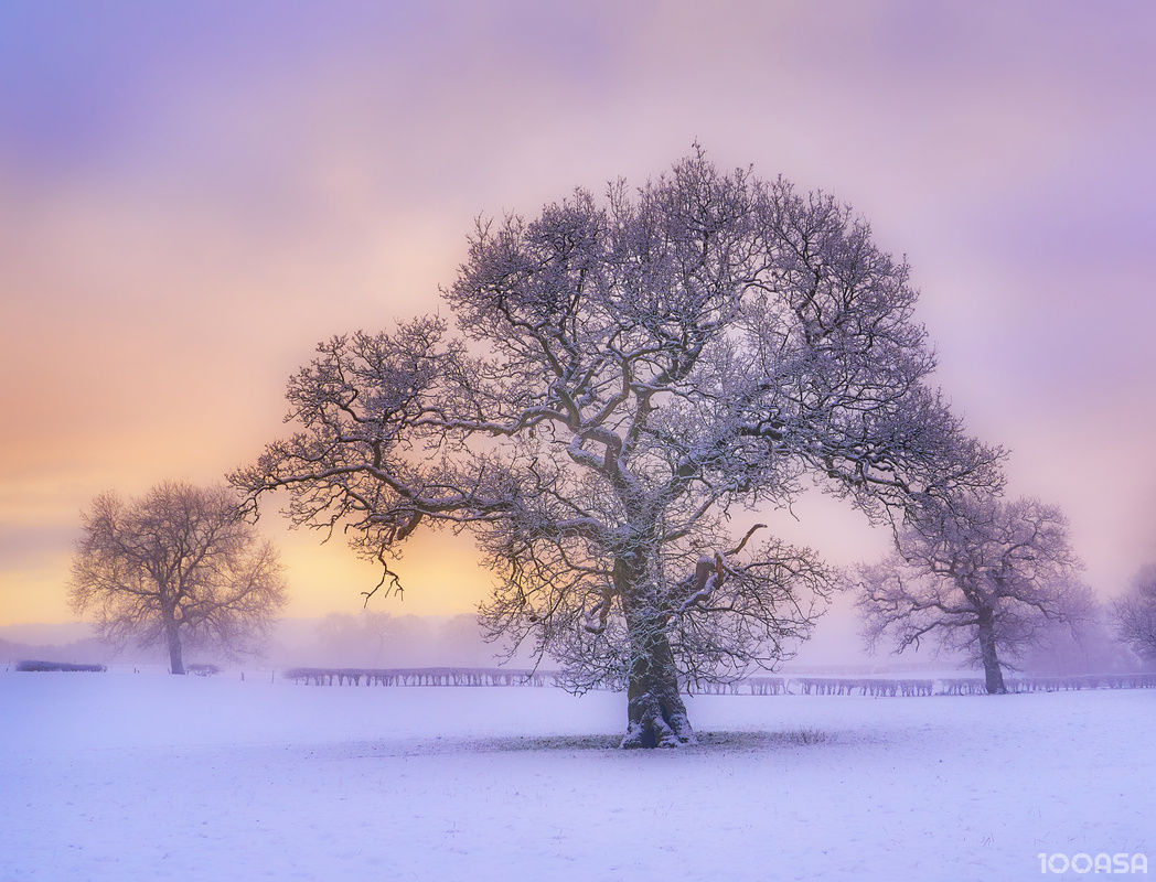 Trees in winter | 100ASA