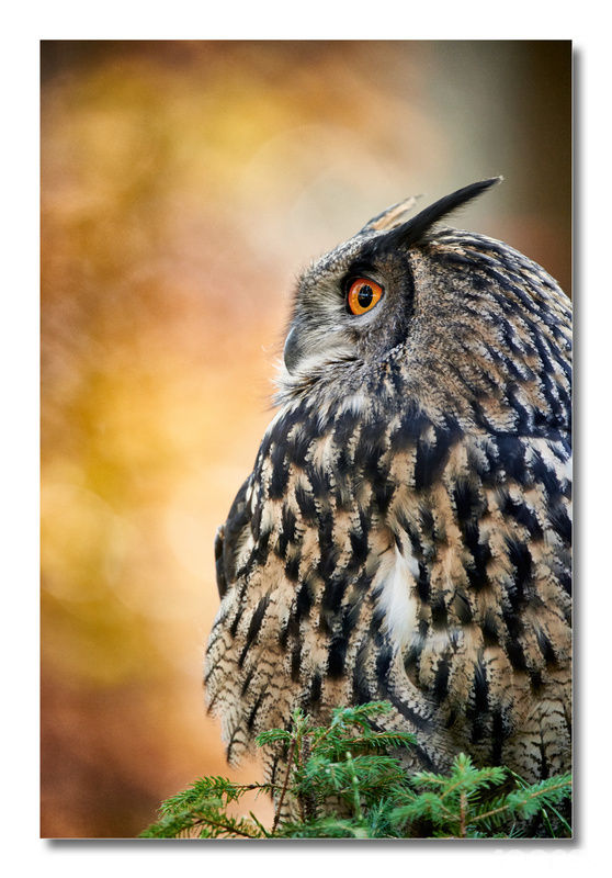 Owl in the Forest | 100ASA