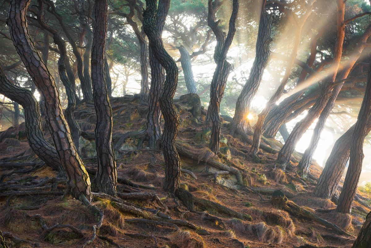 Sacred Pine Trees by Ryu jaeyoun | 100ASA