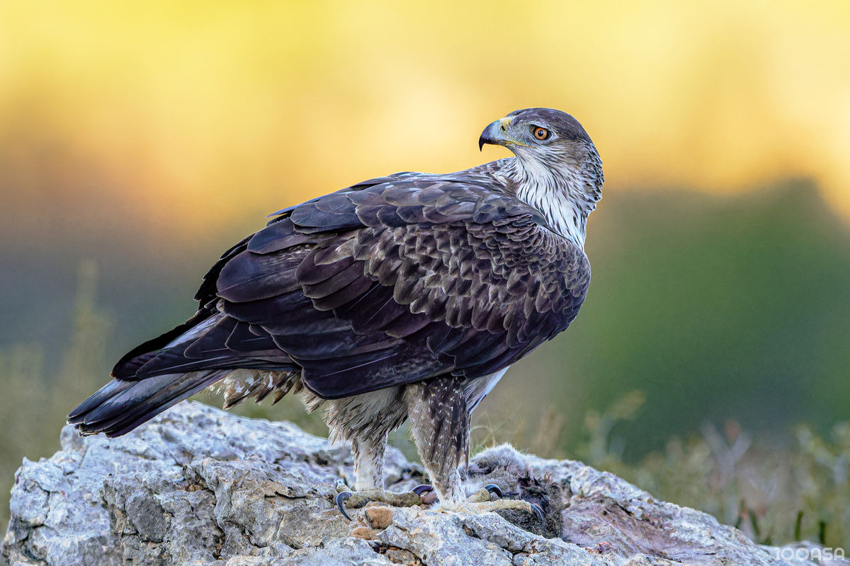 Bonelli's Eagle review by Ruzhdi Ibrahimi | 100ASA